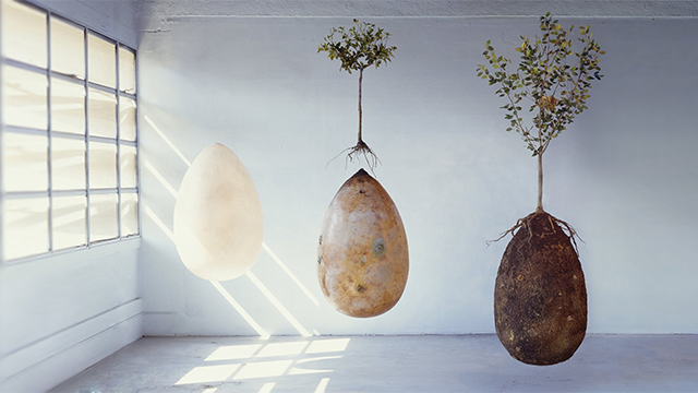 The biodegradable burial pod that turns your body into a tree - Arizona ...