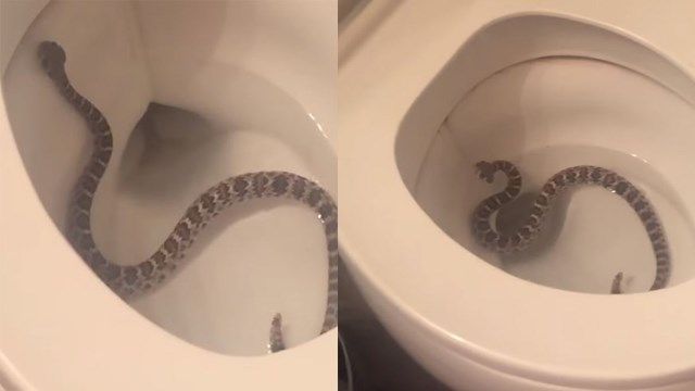 A snake in the toilet is a terrible way to start the day - KCTV5 News